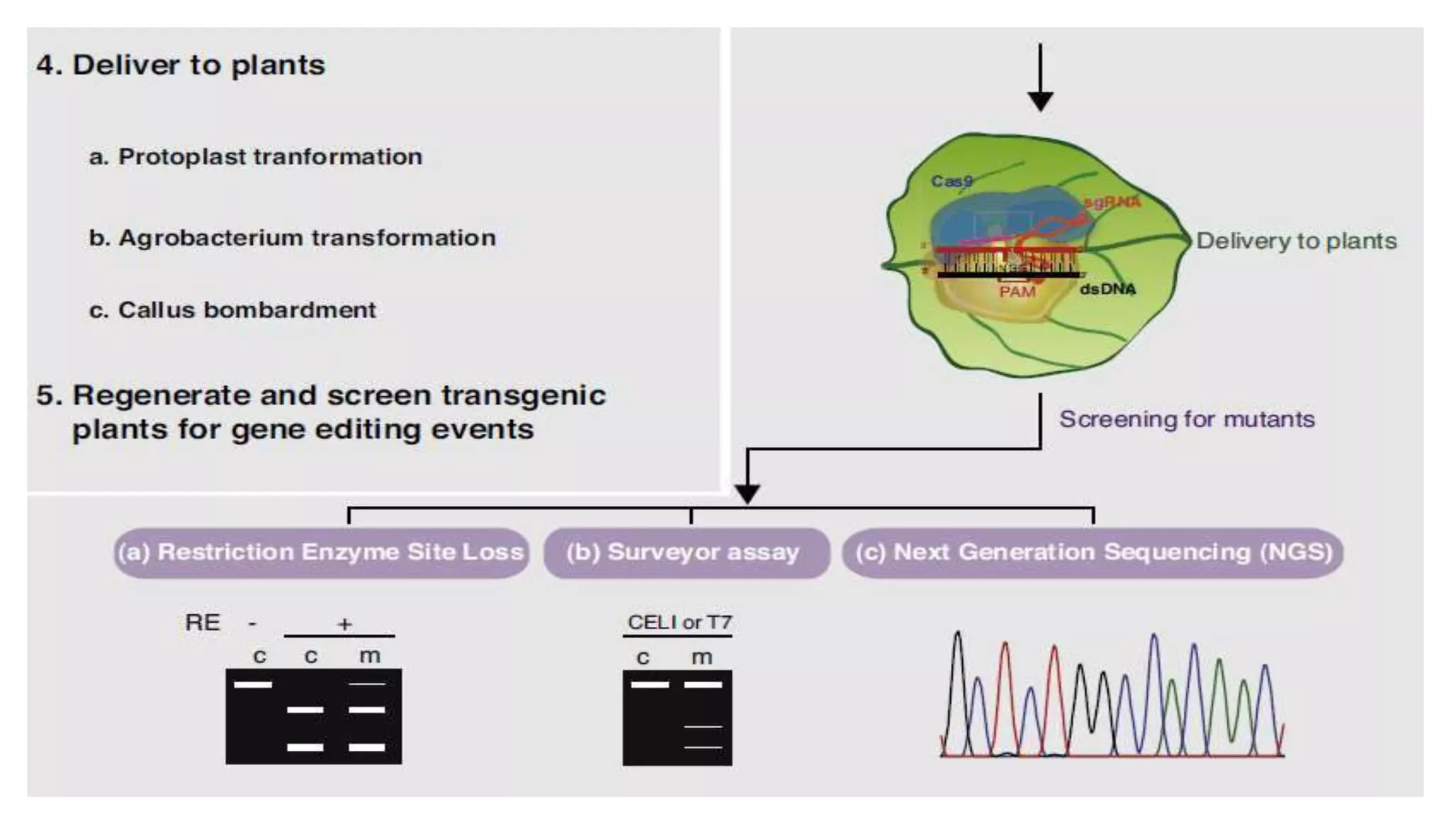 Advanced genome & epigenome editing tools.pptx