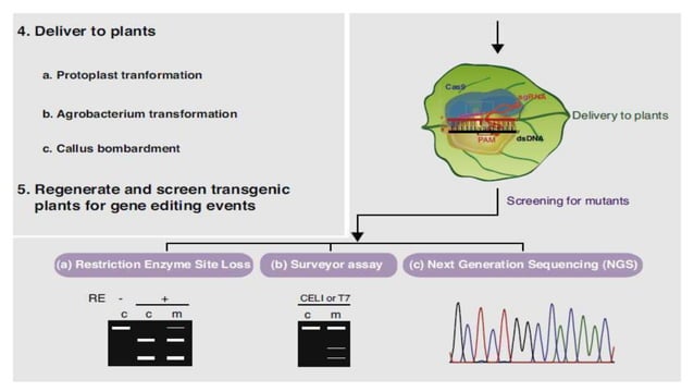 Advanced genome & epigenome editing tools.pptx | Agriculture | Industries
