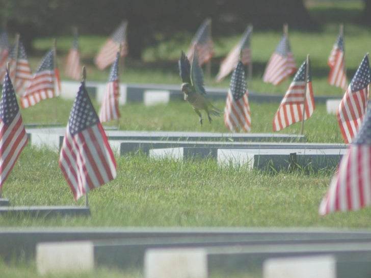 Free Memorial Day PowerPoint Template 3 Free Memorial Day PowerPoint Template 3