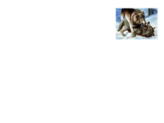 Call of the Wild | PPT