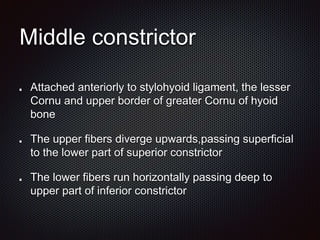 pharynx part1 | PPTX