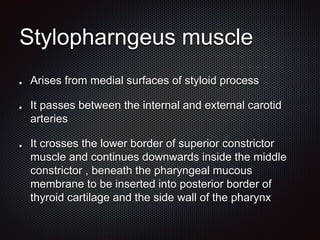 pharynx part1 | PPTX