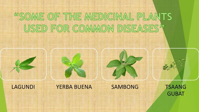 medicinal plants preparation and uses | PPSX