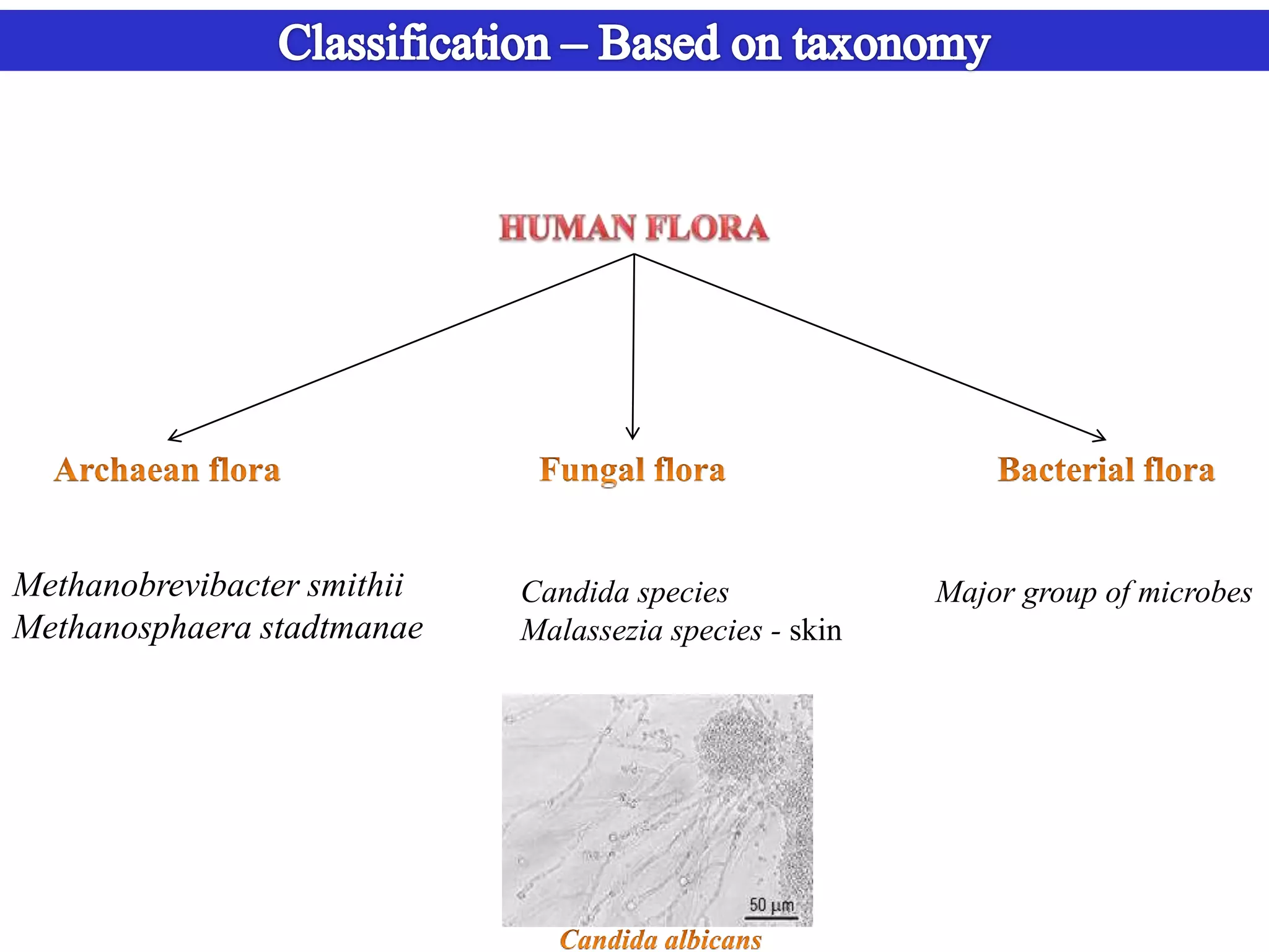 Normal Microflora of Human body | PPTX