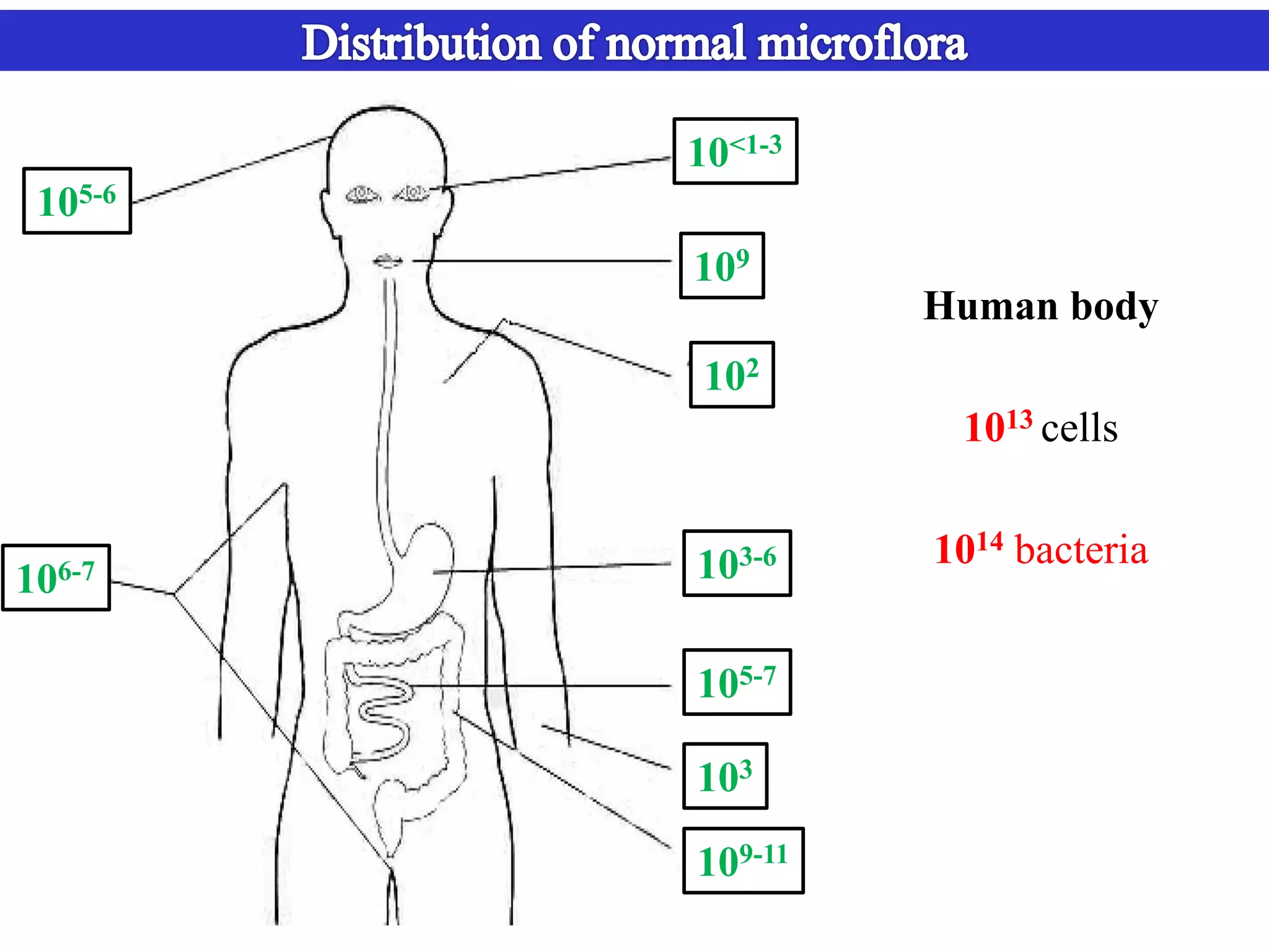Normal Microflora of Human body | PPTX