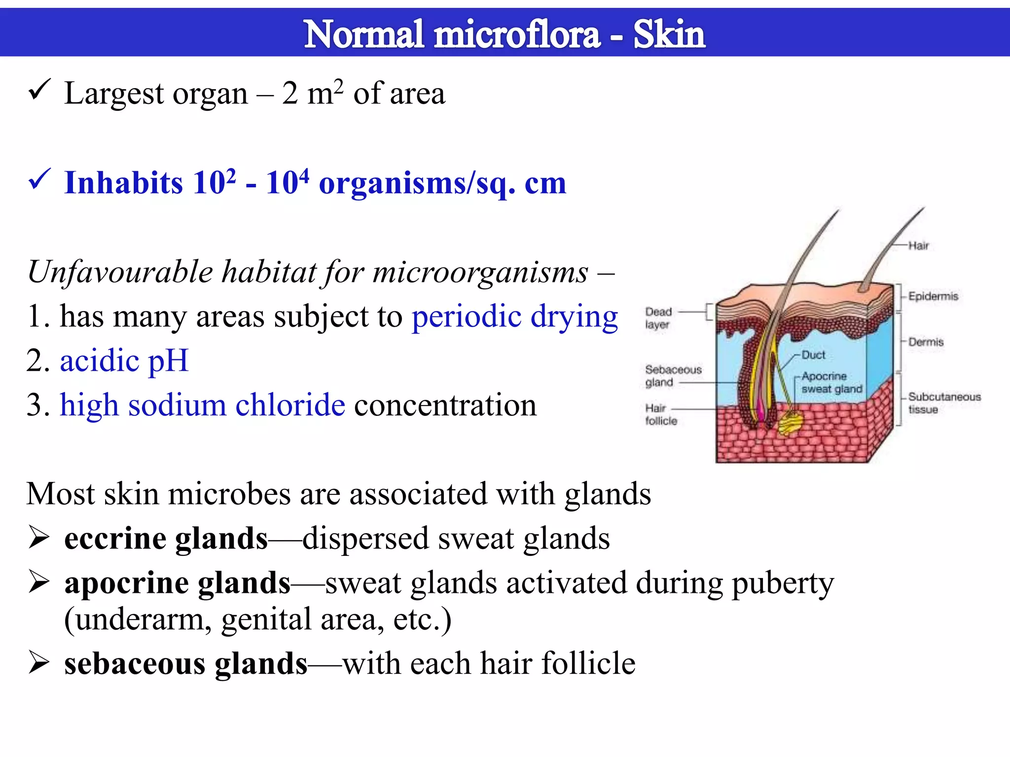 Normal Microflora of Human body | PPTX
