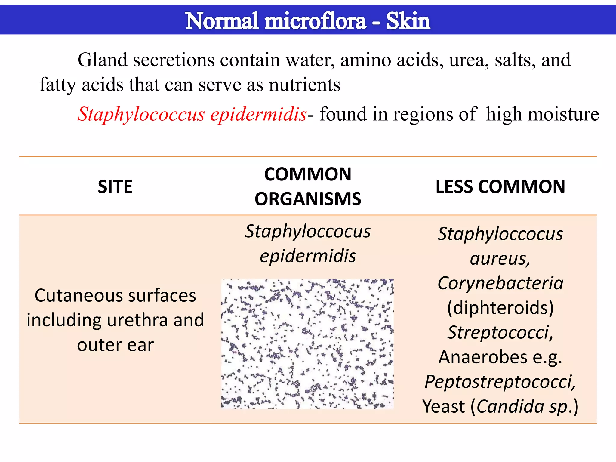 Normal Microflora of Human body | PPTX