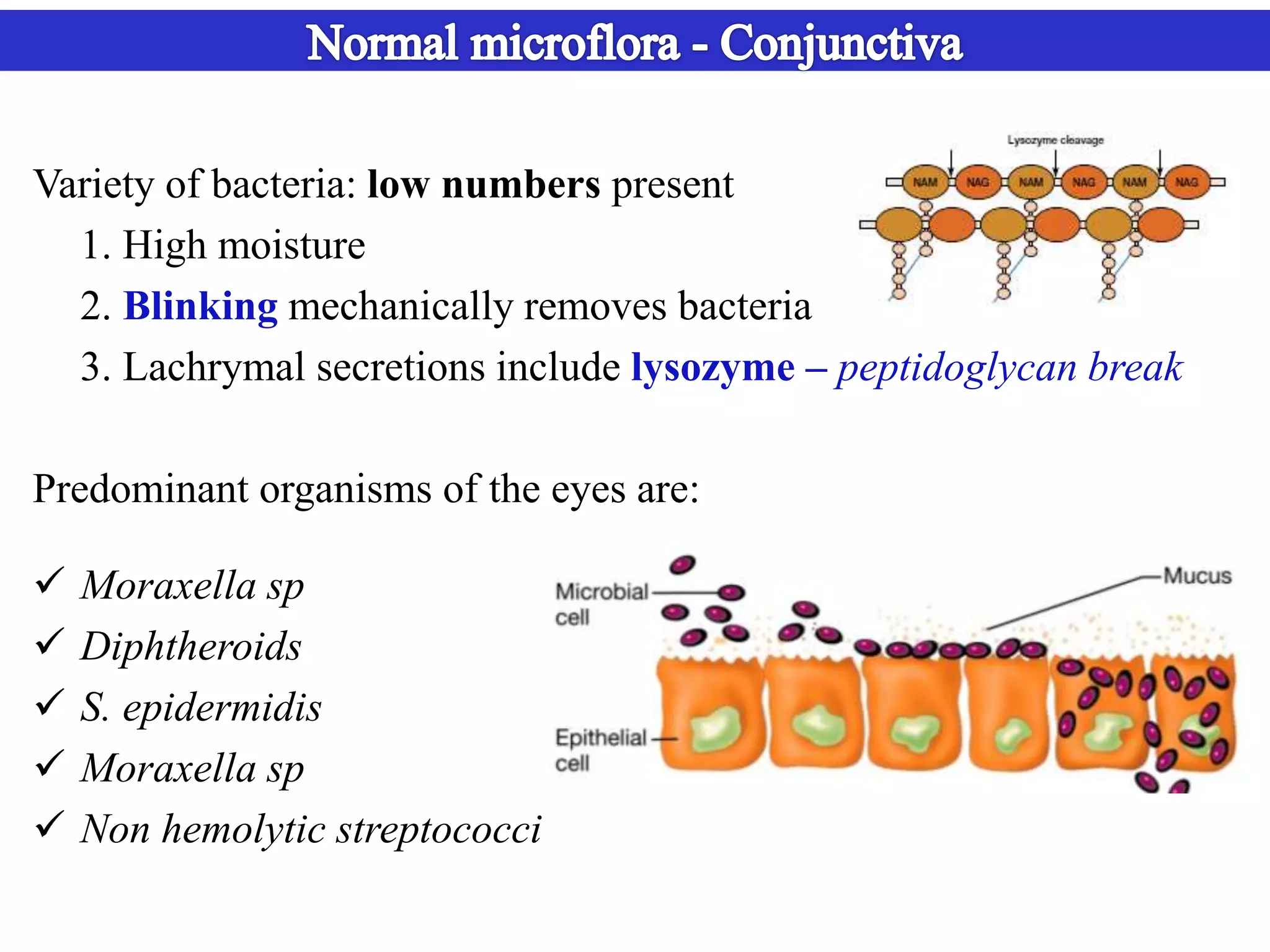 Normal Microflora of Human body | PPTX