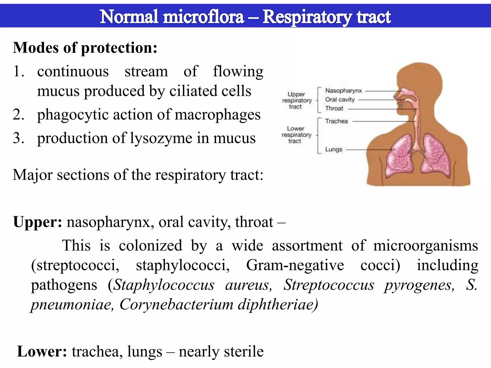Normal Microflora of Human body | PPTX