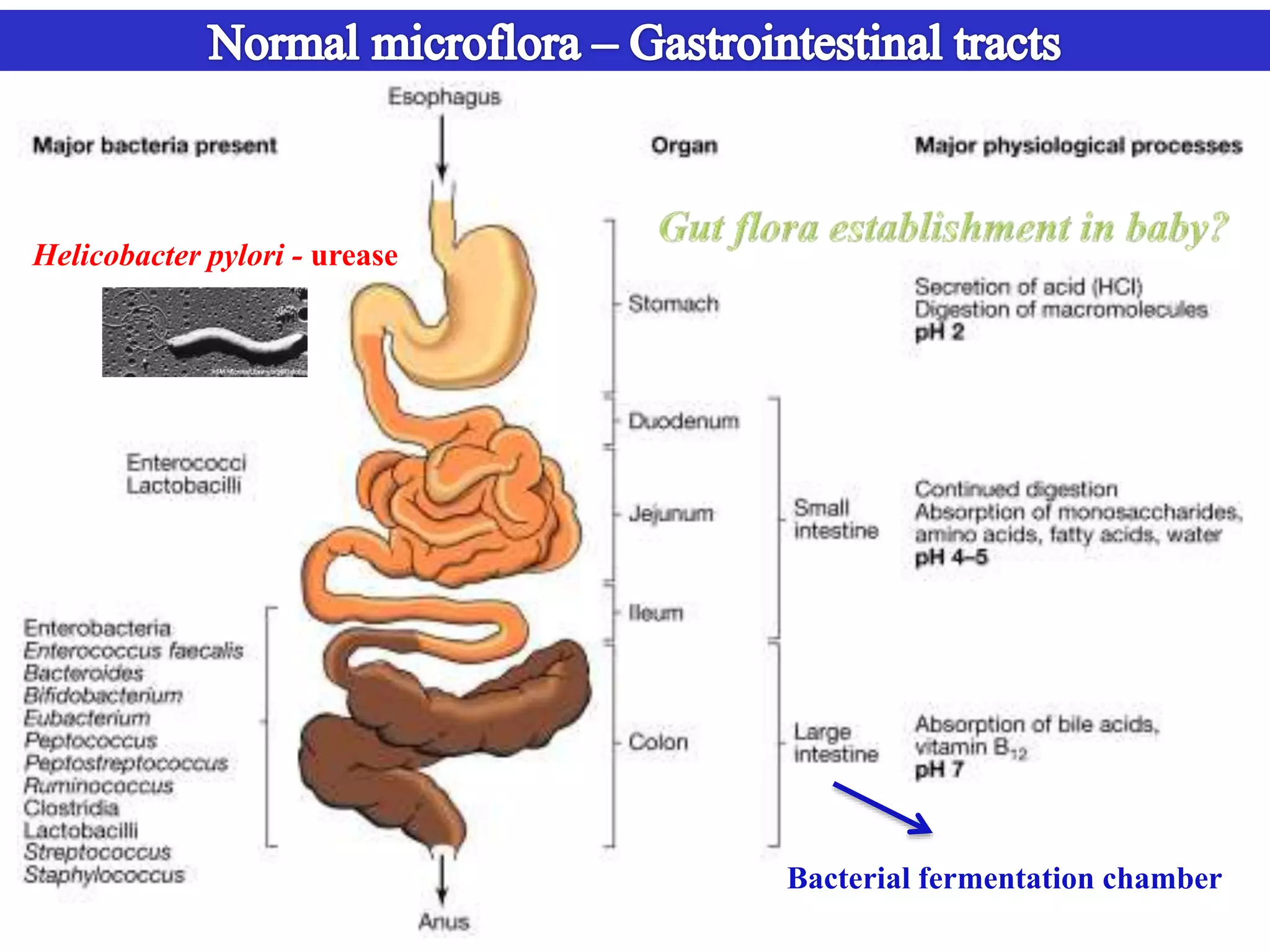 Normal Microflora of Human body | PPTX