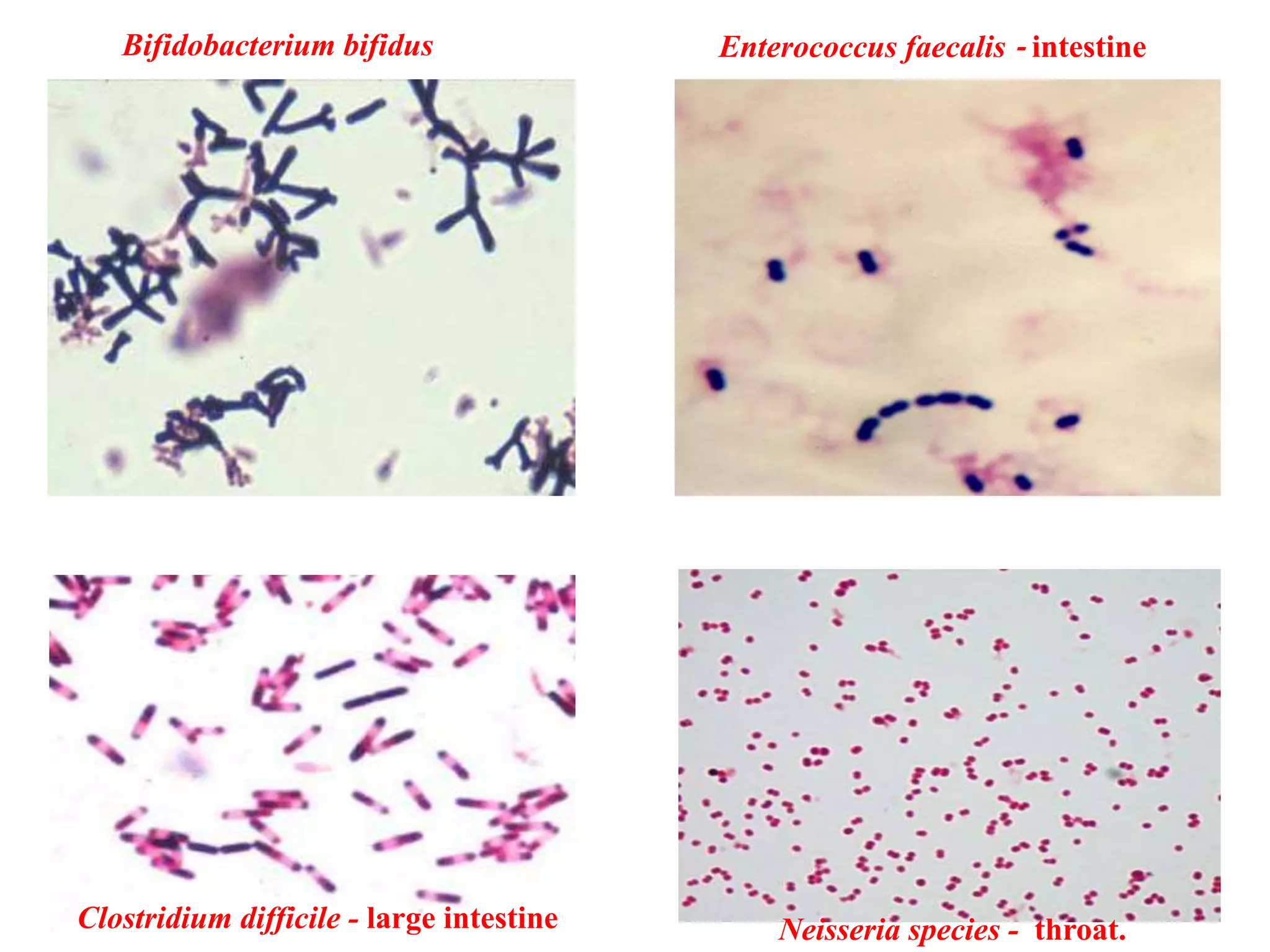Normal Microflora of Human body | PPTX