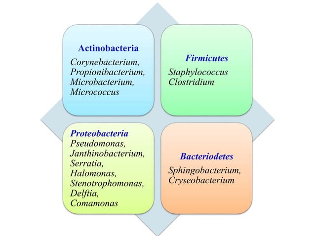 Normal Microflora of Human body | PPTX | Reproductive Health | Diseases ...