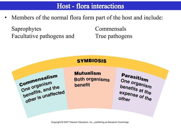 Normal Microflora of Human body | PPTX | Reproductive Health | Diseases ...