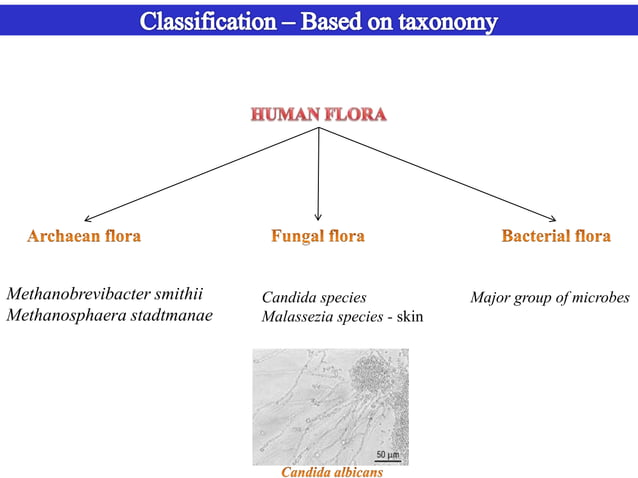 Normal Microflora of Human body | PPTX | Reproductive Health | Diseases ...