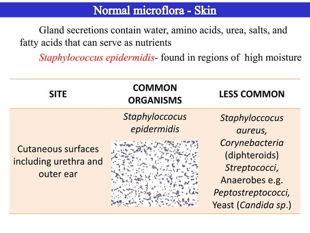Normal Microflora of Human body | PPTX | Reproductive Health | Diseases ...
