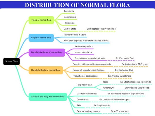 Normal Microflora of Human body | PPTX | Reproductive Health | Diseases ...