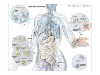 Normal Microflora of Human body | PPTX