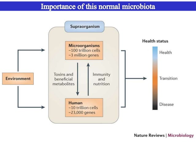 Normal Microflora of Human body | PPTX | Reproductive Health | Diseases ...