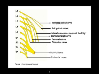 Lumbar Plexus Block