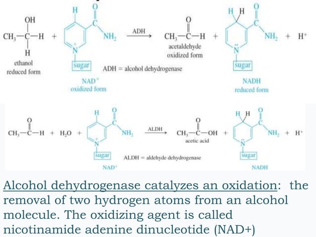 enzyme catalyzed reactions | PPTX | Chemistry | Science