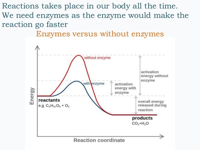 enzyme catalyzed reactions