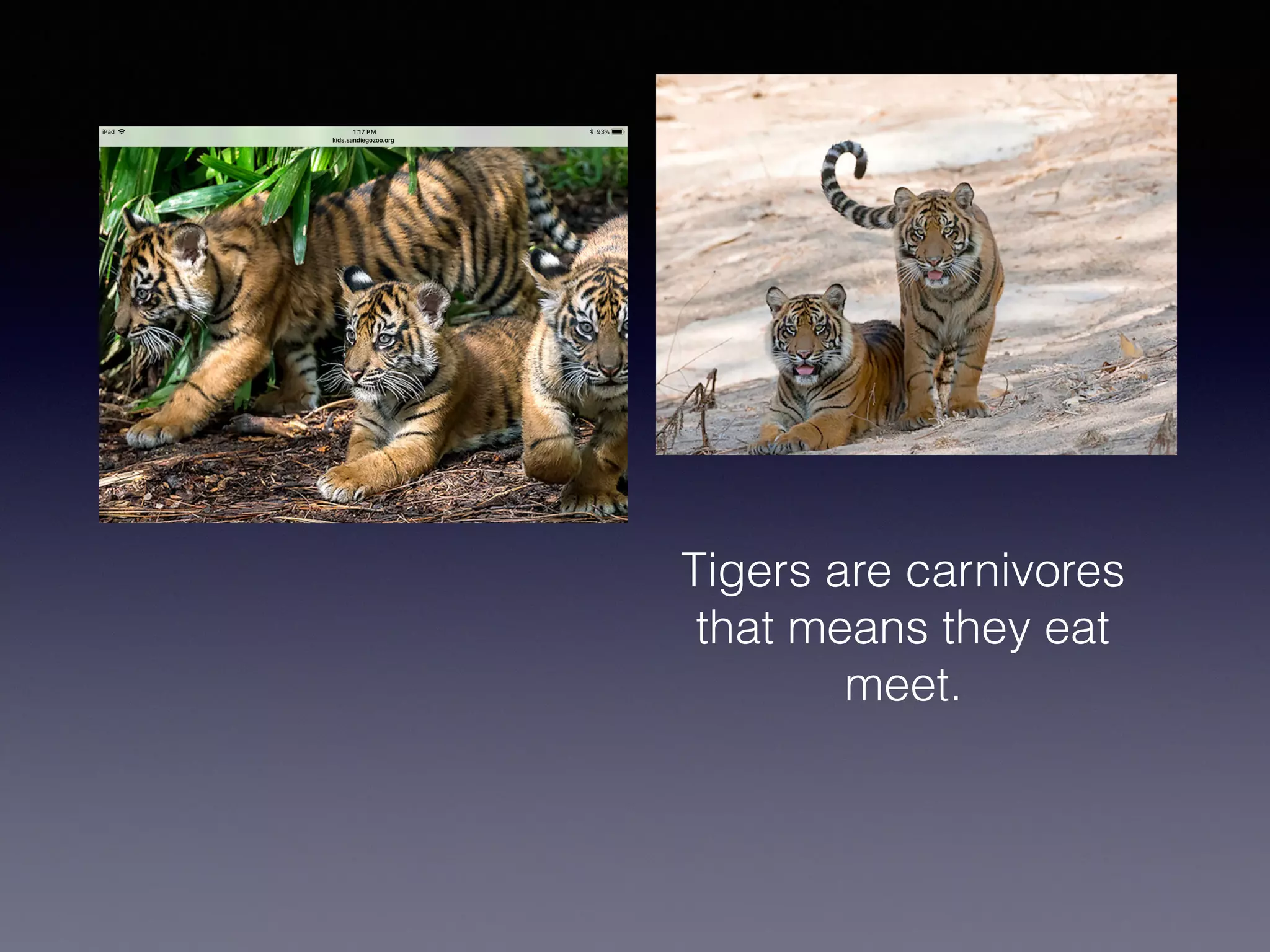 Sumatran tigers | PDF