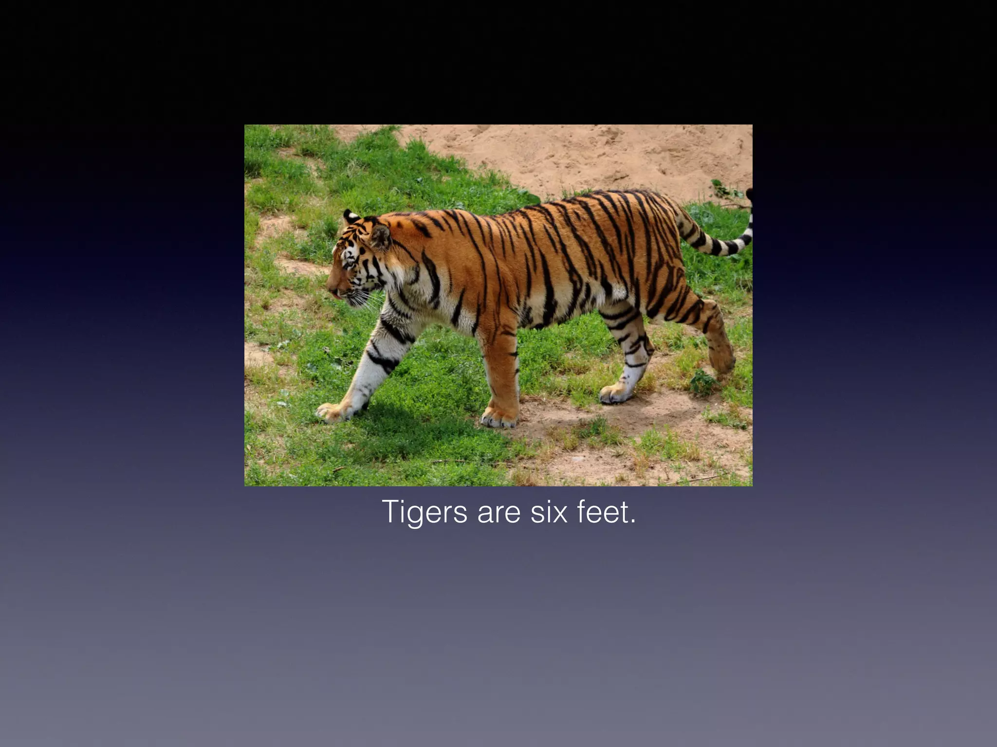 Sumatran tigers | PDF