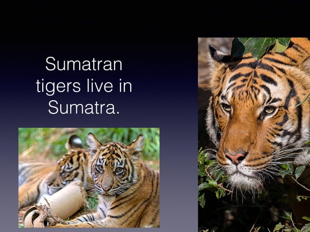Sumatran tigers | PPT