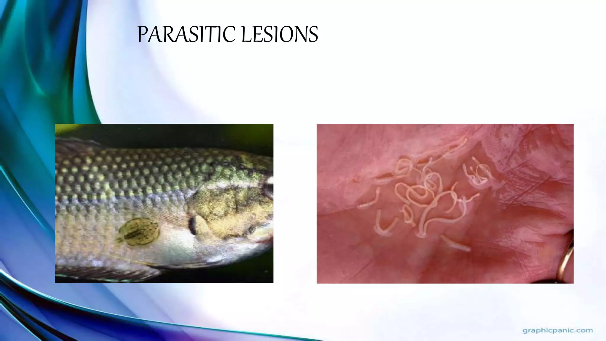 Fish pathology | PPTX