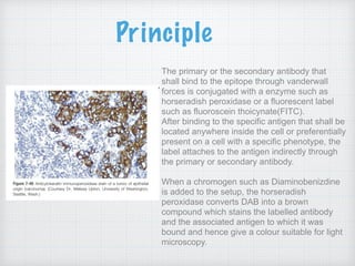 Immunohistochemistry | PDF