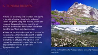 Major plant biome in India . | PDF