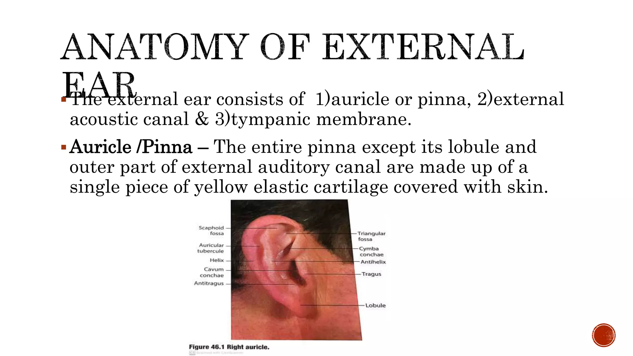 Embryology and anatomy of external ear | PPTX