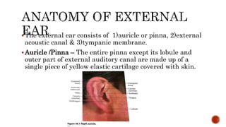 Embryology and anatomy of external ear | PPTX