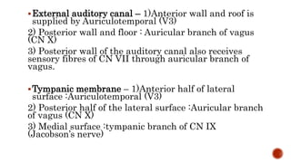 Embryology and anatomy of external ear | PPTX