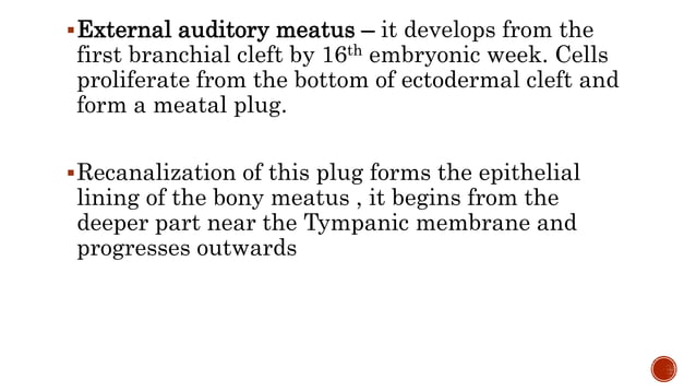 Embryology and anatomy of external ear | PPTX | Ear, Nose and Throat ...