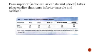 Embryology and anatomy of external ear | PPTX