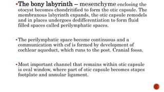 Embryology and anatomy of external ear | PPTX
