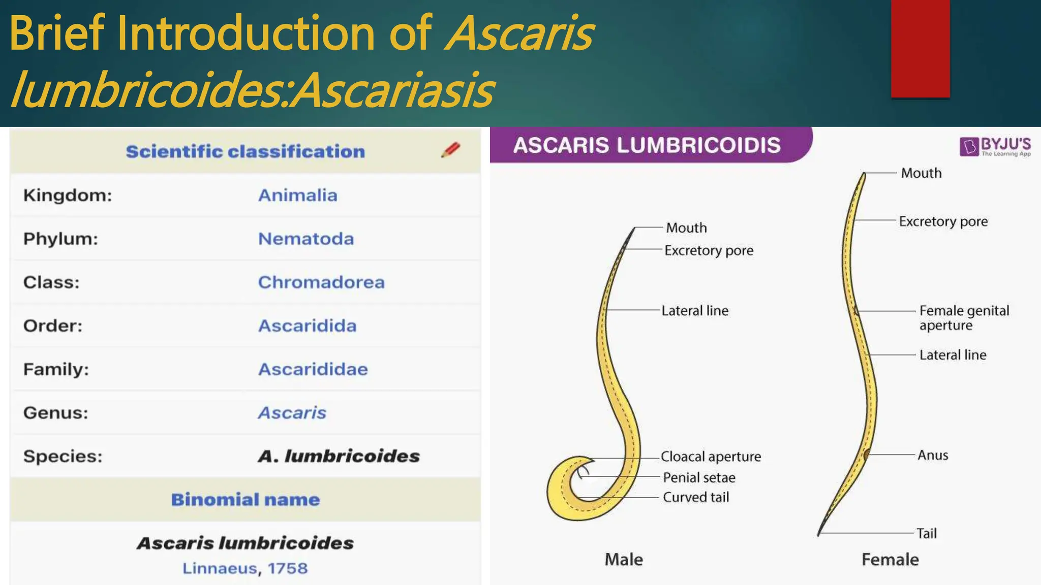 Presentation (4).pptx by abdul hai on Ascaris lumbricoids | PPTX