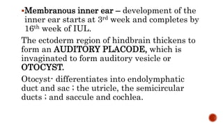 Embryology and anatomy of the human ear. Pptx | PPT