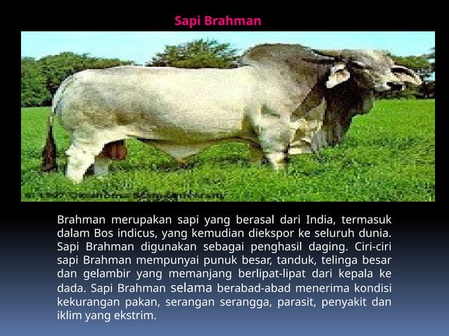 Presentation penggemukan trnak sapi potong | PPTX