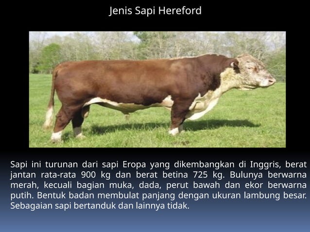 Presentation penggemukan trnak sapi potong | PPTX