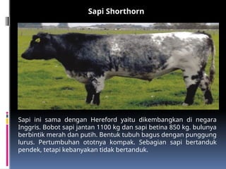 Presentation penggemukan trnak sapi potong | PPTX