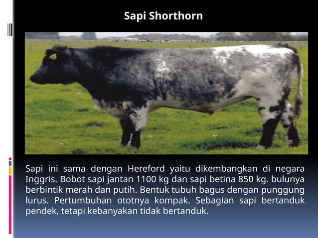 Presentation penggemukan trnak sapi potong | PPTX