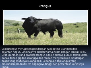 Presentation penggemukan trnak sapi potong | PPTX