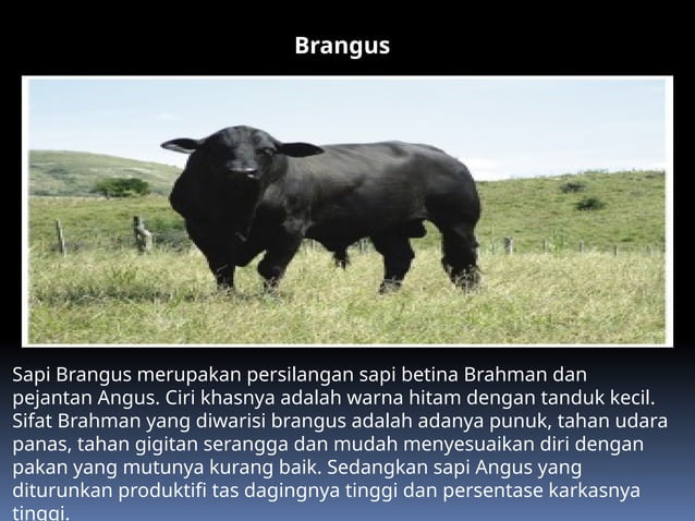 Presentation penggemukan trnak sapi potong | PPTX