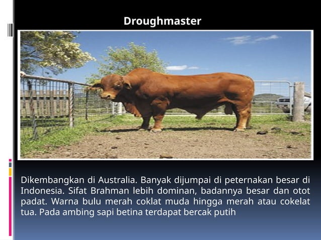 Presentation penggemukan trnak sapi potong | PPTX