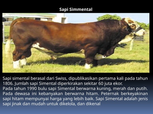 Presentation penggemukan trnak sapi potong | PPTX