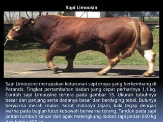 Presentation penggemukan trnak sapi potong | PPTX