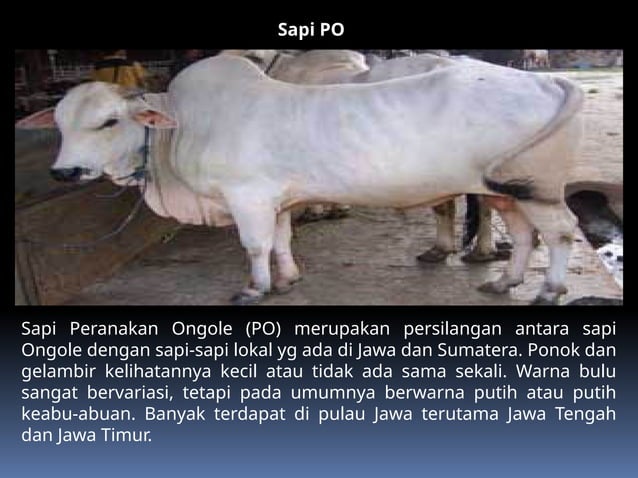 Presentation penggemukan trnak sapi potong | PPTX