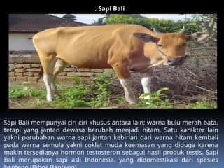 Presentation penggemukan trnak sapi potong | PPTX